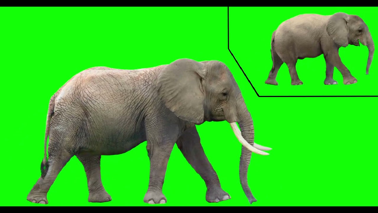 elephant green screen video - YouTube
