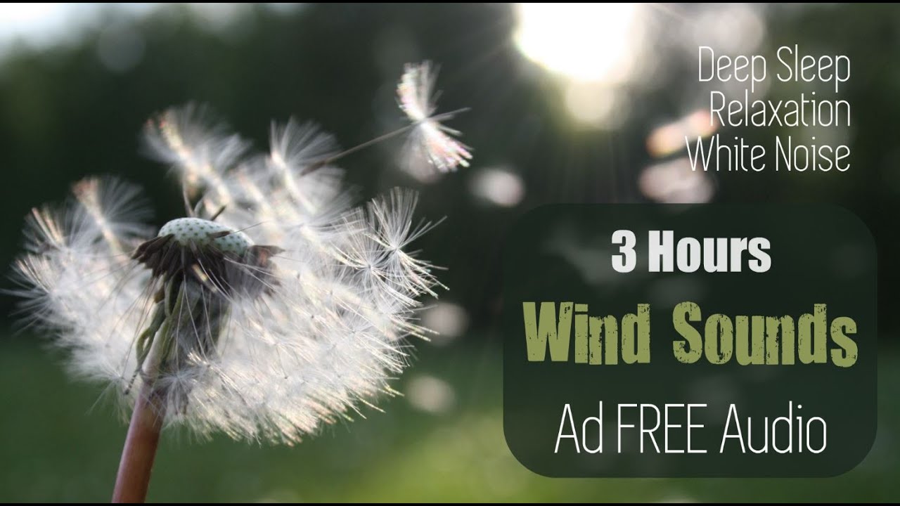 FALL ASLEEP FAST 3 Hours AD FREE Wind Sounds Gentle Wind Blowing in ...