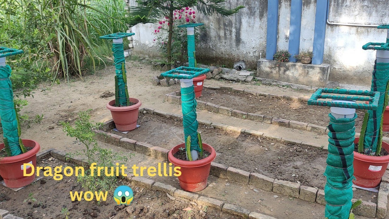 How to make an awesome dragon fruit trellis - YouTube