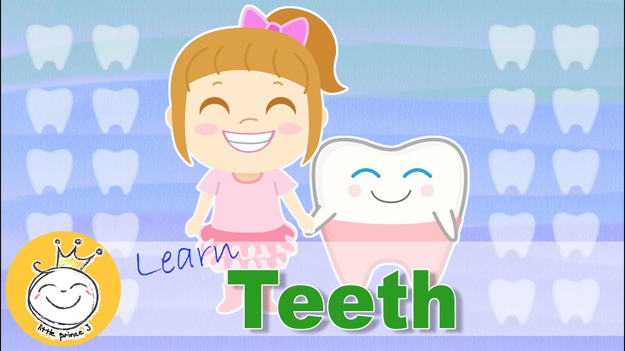 Learn about Teeth | Basic knowledge of Teeth - YouTube