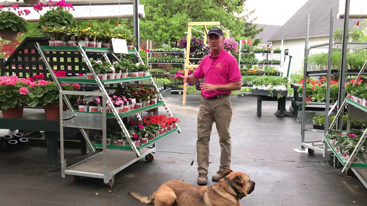 Sunpatiens at Scheiderer Farms! - YouTube