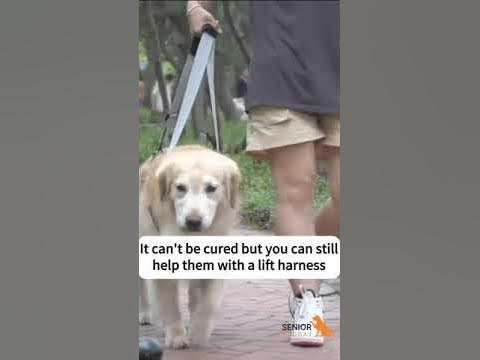 If your dog is struggling with arthritis and cannot walk without ...