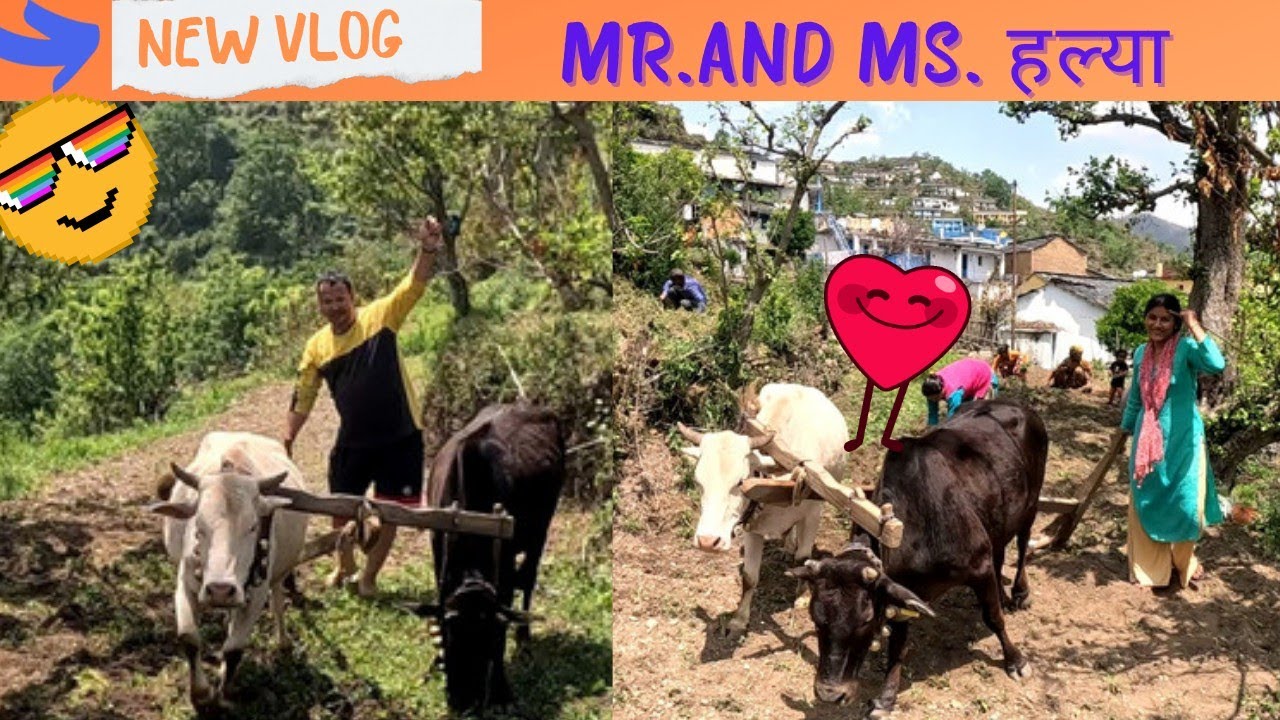 बहुत टाइम बाद हल लगाया🤔😎 Mr. and Ms. हल्या||Sunil Rawat vlogs||Pahad lifestyle Vlog||Devkhar ...