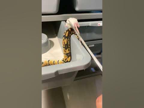 Snake eats mouse - YouTube