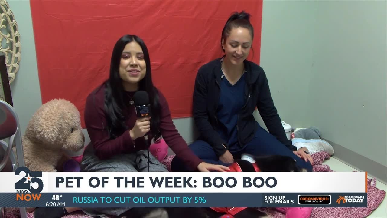Pet of the Week: Boo Boo - YouTube