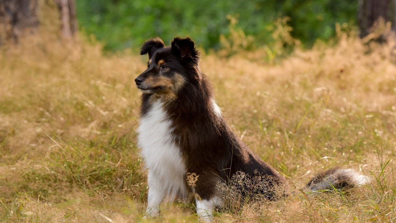 A Comprehensive Guide to Obedience Training Your Shetland Sheepdog ...