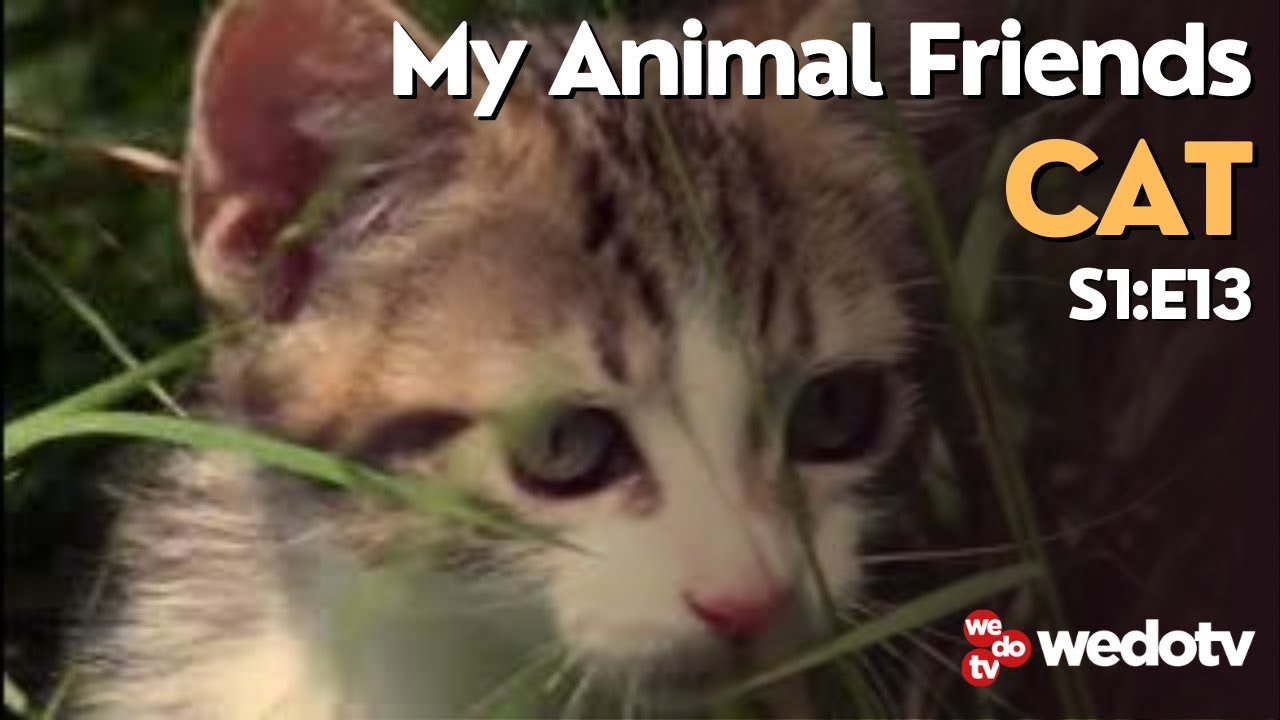 Cat | My Animal Friends S1/E13 | wedotv - YouTube