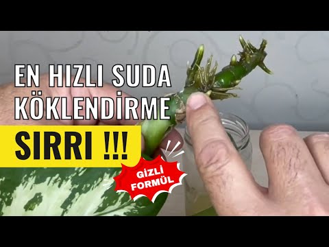 Bu Suda Köklendirme Sırrıyla Mucizeler Yarat | %100 Etkili Gizli Formül