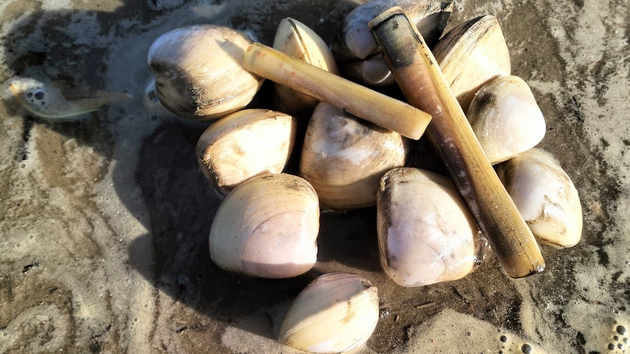 Hunting for clam on the beach #asmr #bolang #seashells #clamshell # ...