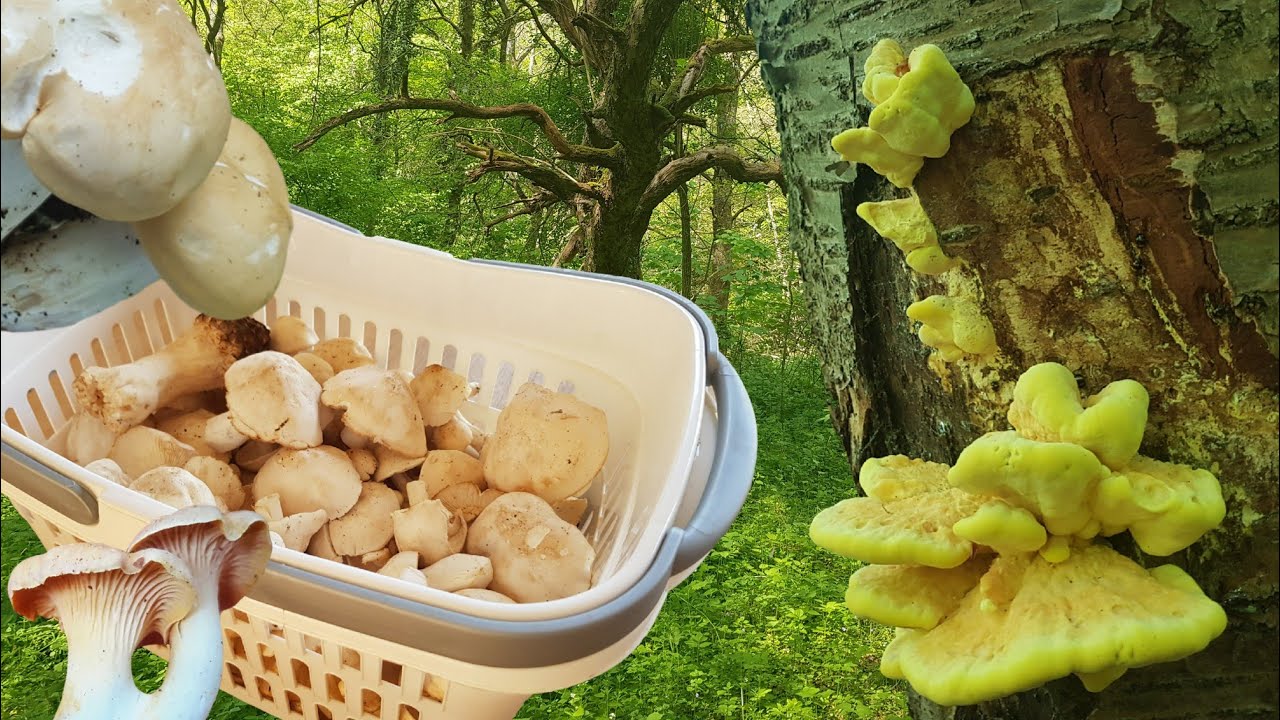 Die Ersten Pfifferlinge 2024 – Wann Ist Die Pfifferling Saison ...
