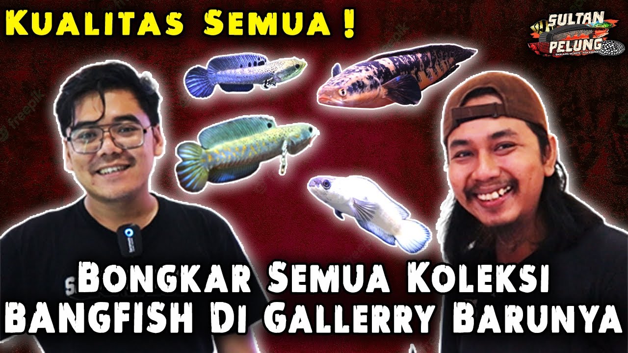 REVIEW SEMUA KOLEKSI BANGFISH DI GALLERY BARUNYA - YouTube