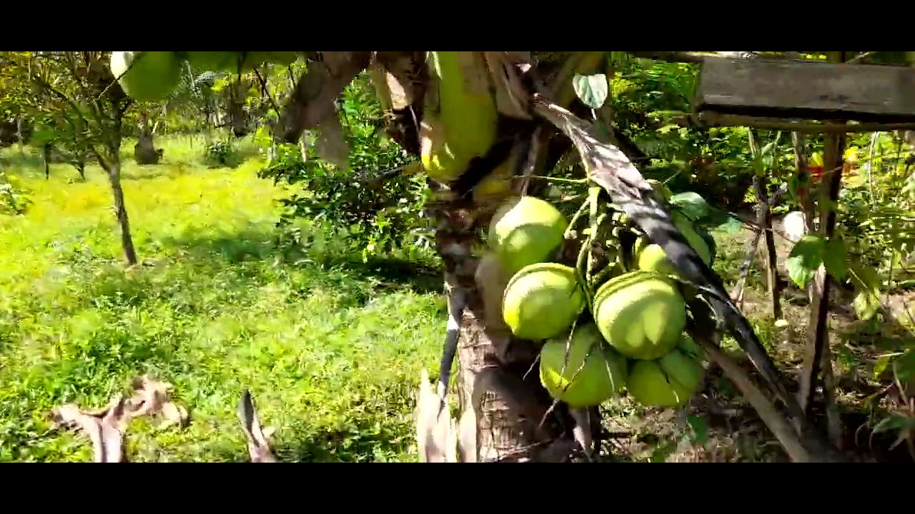 passado na Roça de Zé bonito - YouTube