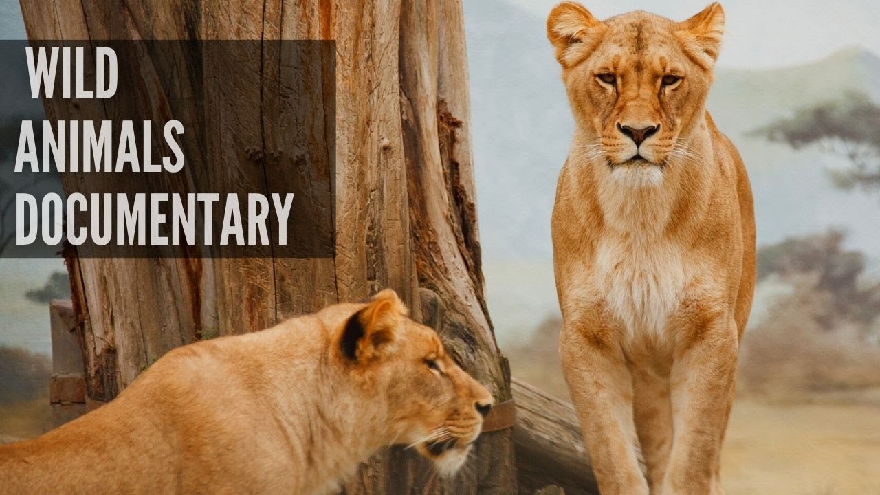 Wild Animals Wildlife Documentary Animals Video No Copyright Royalty ...