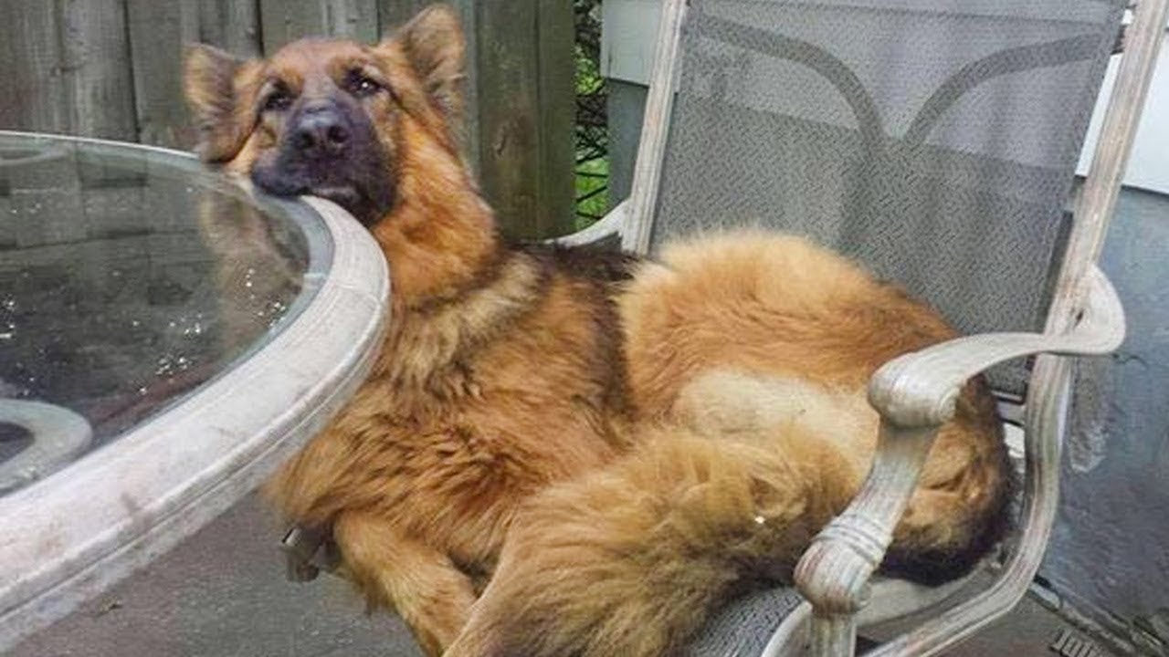 German Shepherd dogs can make us laugh all the time - YouTube