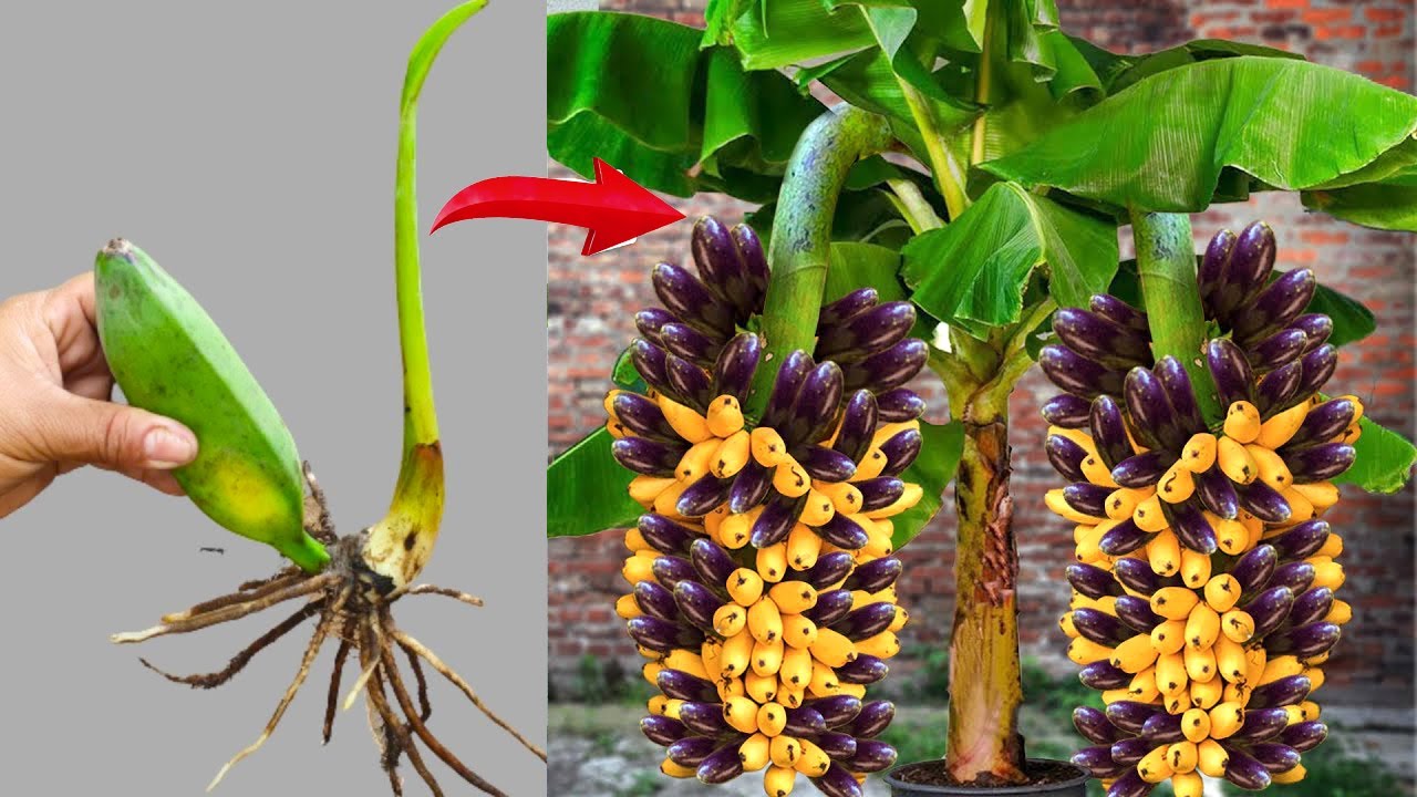 Unique technique of grafting bananas for fruit trees - YouTube