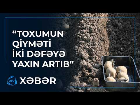 Tovuzda kartof əkininə erkən başlanılıb