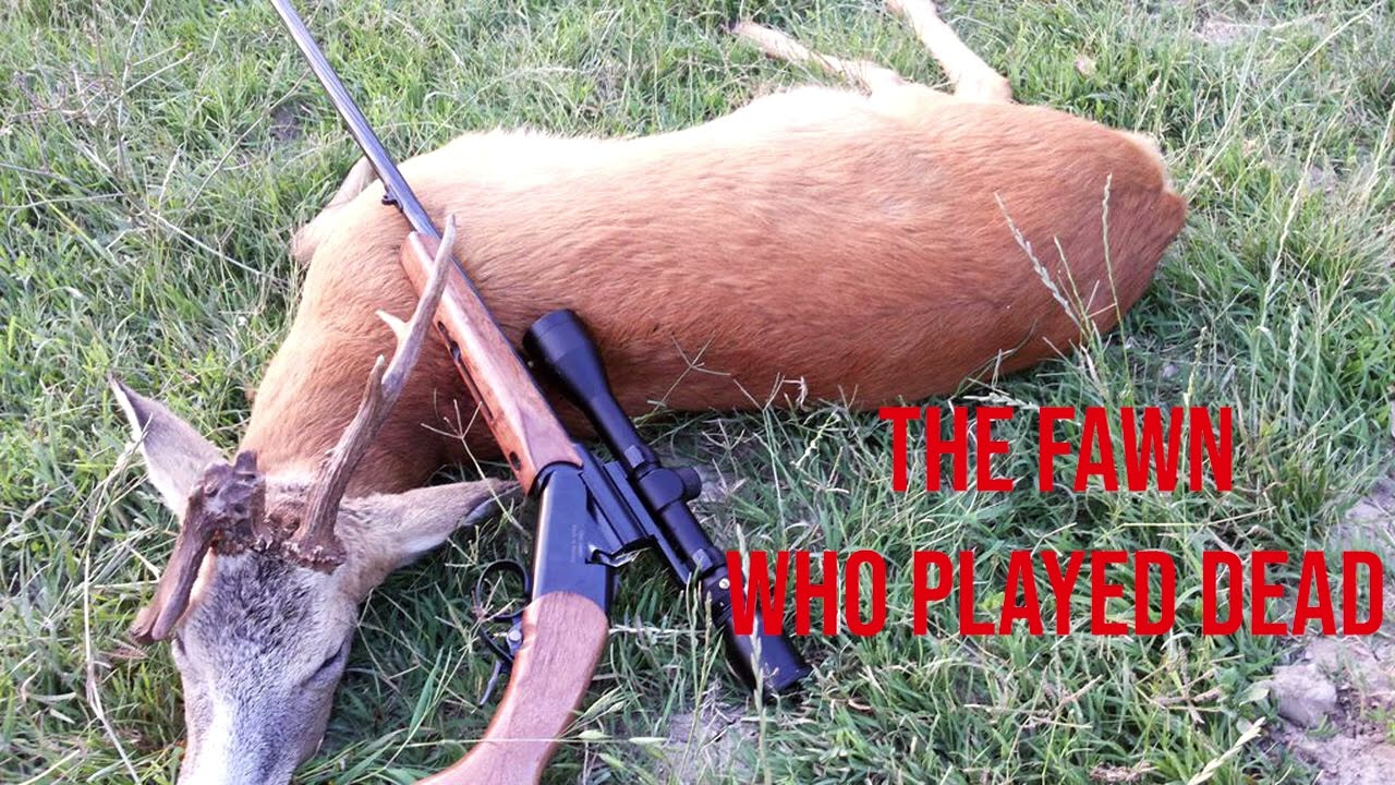 True Story - The Fawn Who Played Dead - YouTube