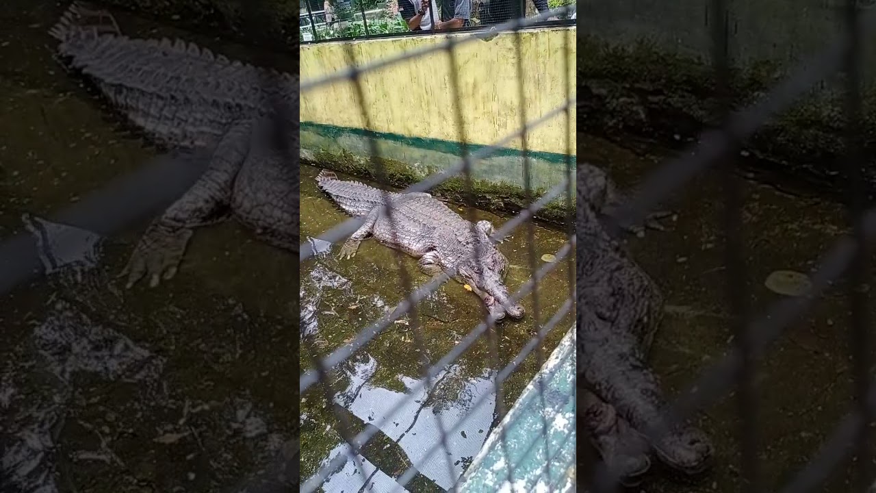 Taman hewan pematangsiantar / siantar zoo / kebun binatang ...