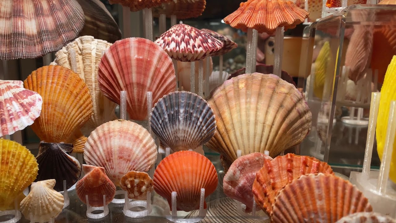 My Pectinidae/Scallops seashell collection - YouTube