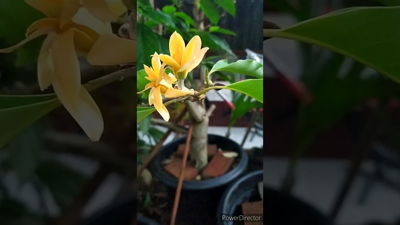 Cempaka putih kuning sibang - YouTube
