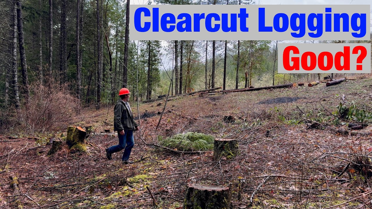 I Clearcut My Forest (Here's Why) - YouTube