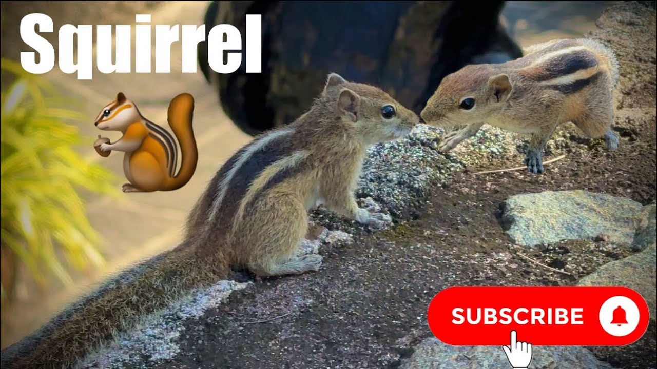 The Squirrel Love story - YouTube
