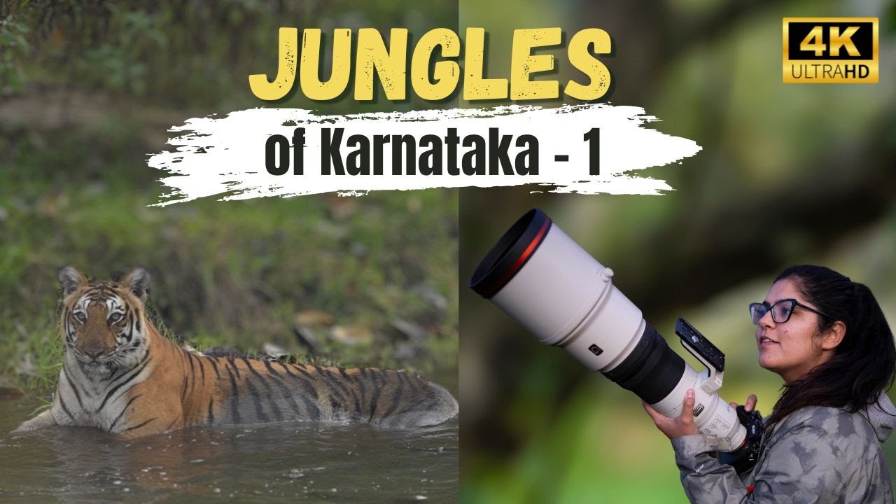 Most surprising Tiger Sighting so Far | B R TIGER RESERVE | ATR DAY ...