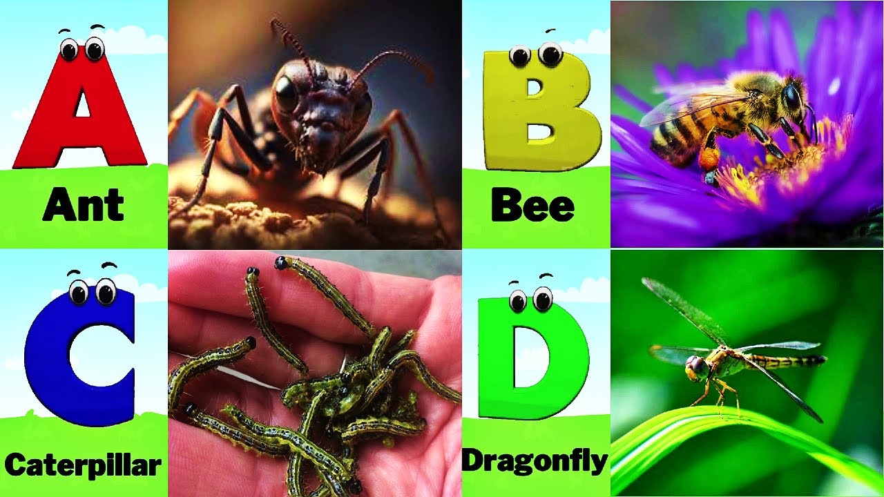 ABC - Alphabet Song - ABC Song - Collection - 2024 #1090 - YouTube