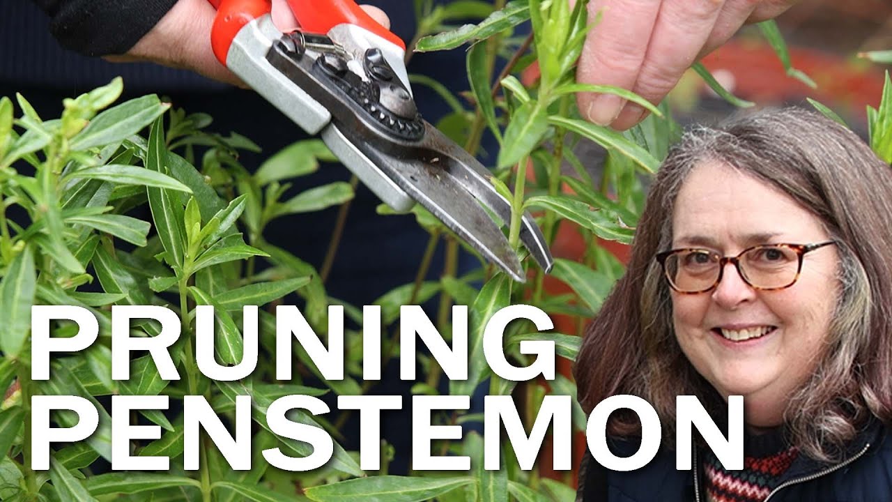 Pruning Penstemon - YouTube
