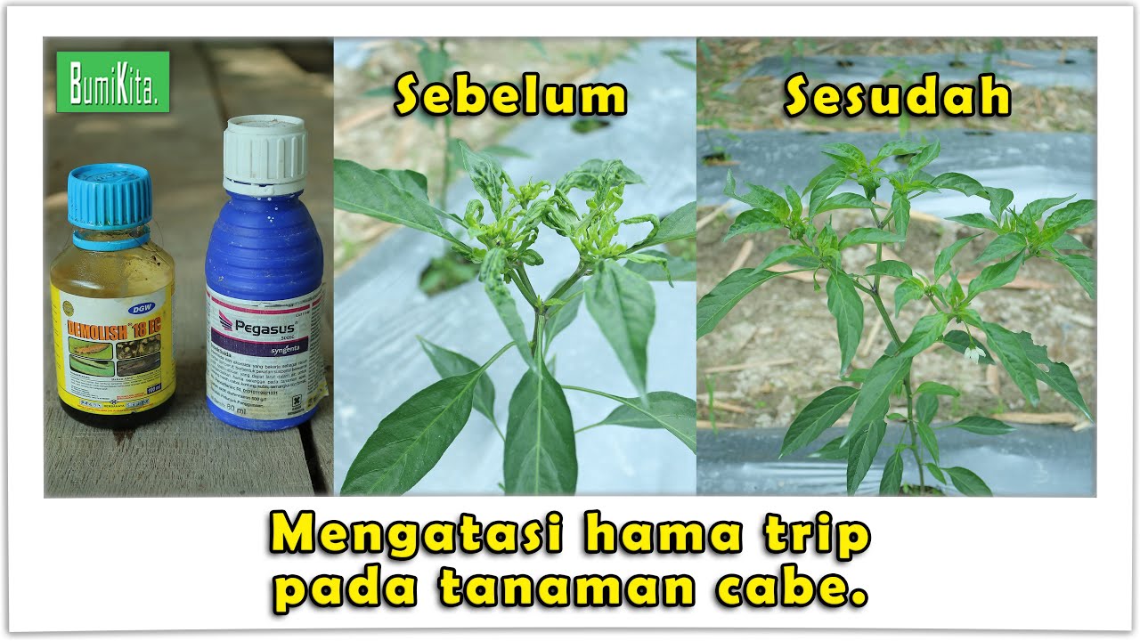 Cara mengatasi hama trip pada tanaman cabe | Cabe part 8 - YouTube