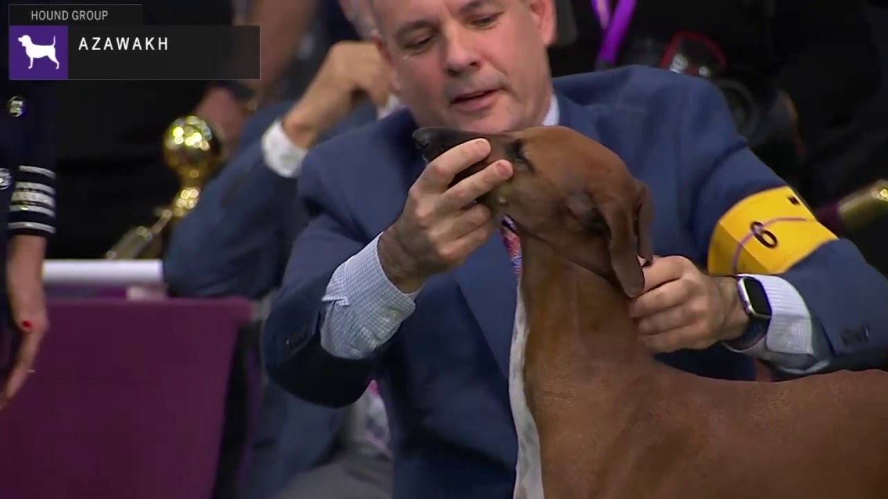 Azawakhs | Breed Judging 2020 - YouTube