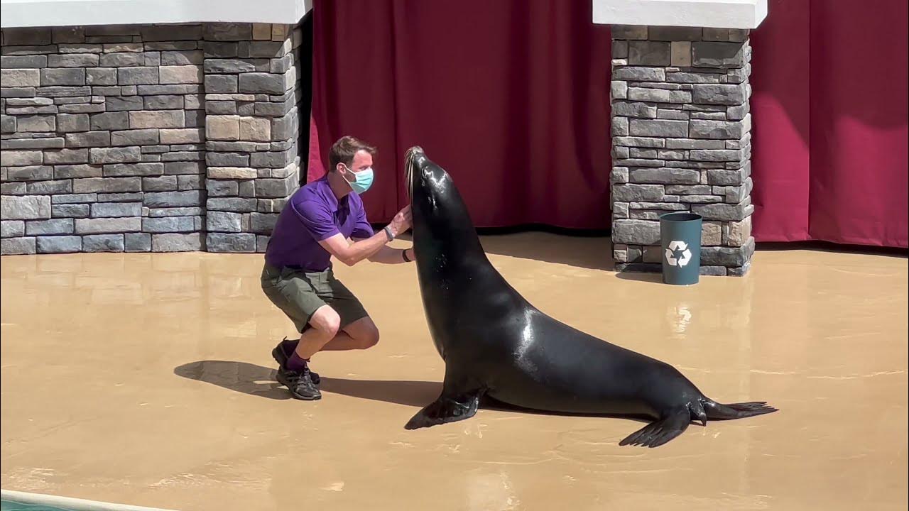 Seaworld Orlando Sea Lion And Otter Spotlight Show Highlights 4k 2 27 22