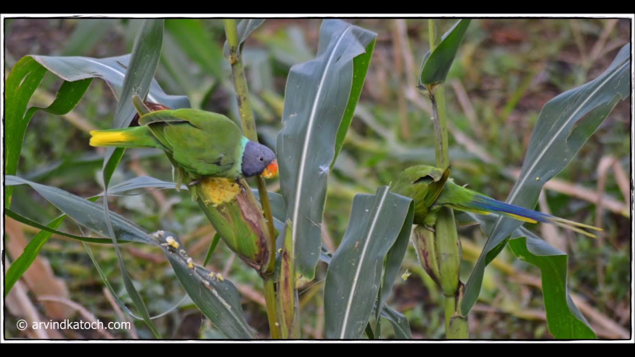 Slaty-headed Parakeet (Himalayan Parrot) HD Pics - YouTube