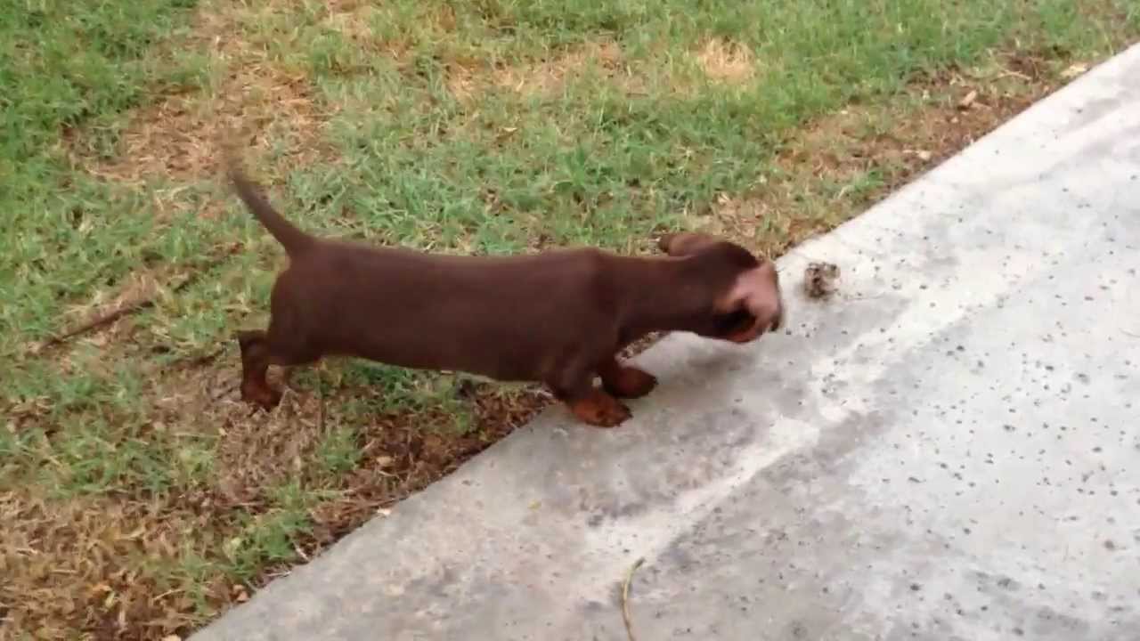 Dachshund Puppy playing with bird, wiener dog bird - YouTube