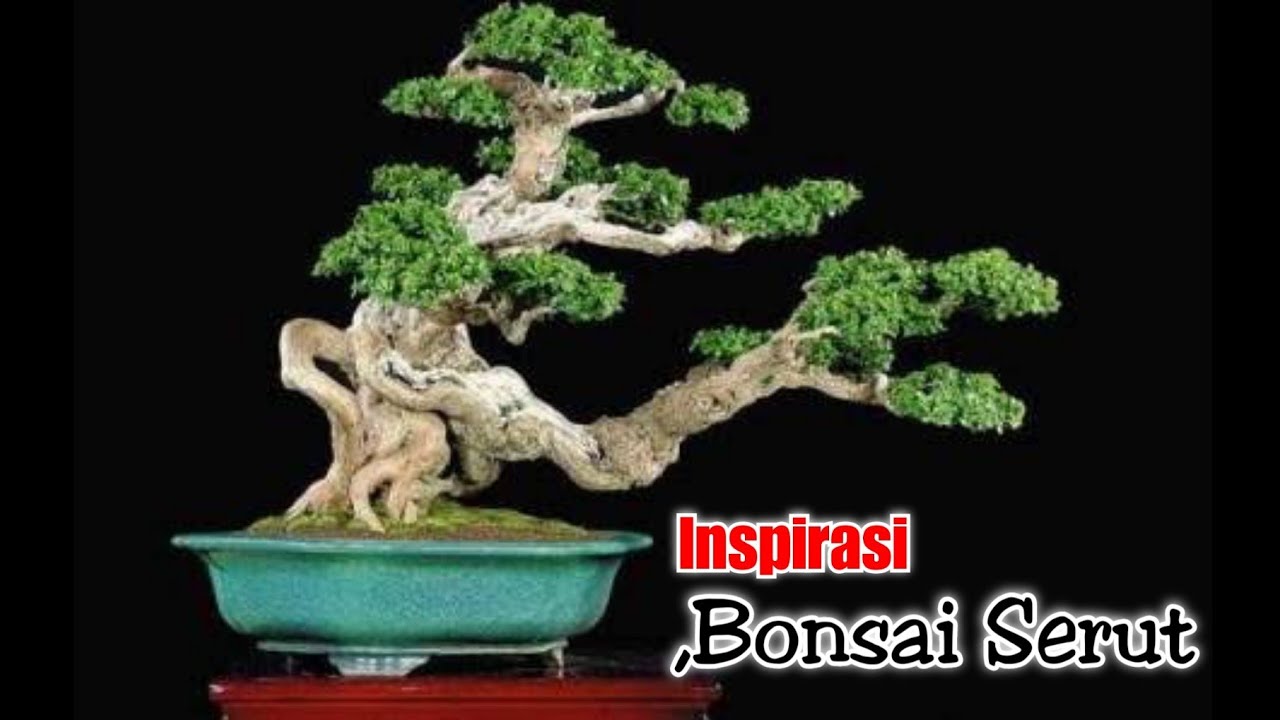 18 Inspirasi bonsai Serut,yang indah..👍👍 - YouTube