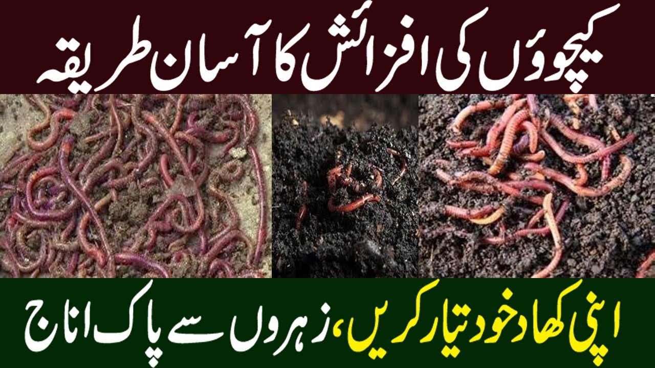Worm Breeding Step by Step | Worm Breeding at Any Scale || - YouTube