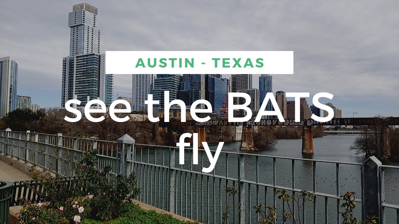 The Congress Avenue Bats [Austin Adventure] - YouTube