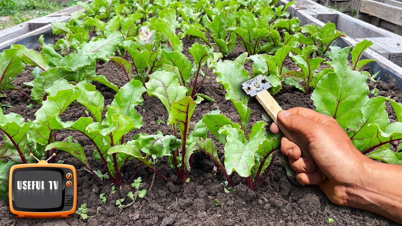 How easy it is to thin out beets! My tool in action, saves time and ...