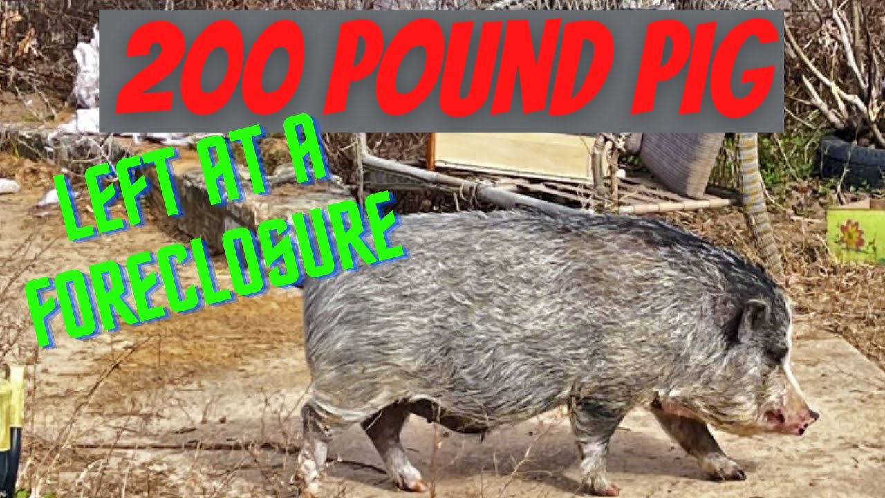 200 Pound Pig Left Behind At A Foreclosure Eviction And We Had To Catch ...