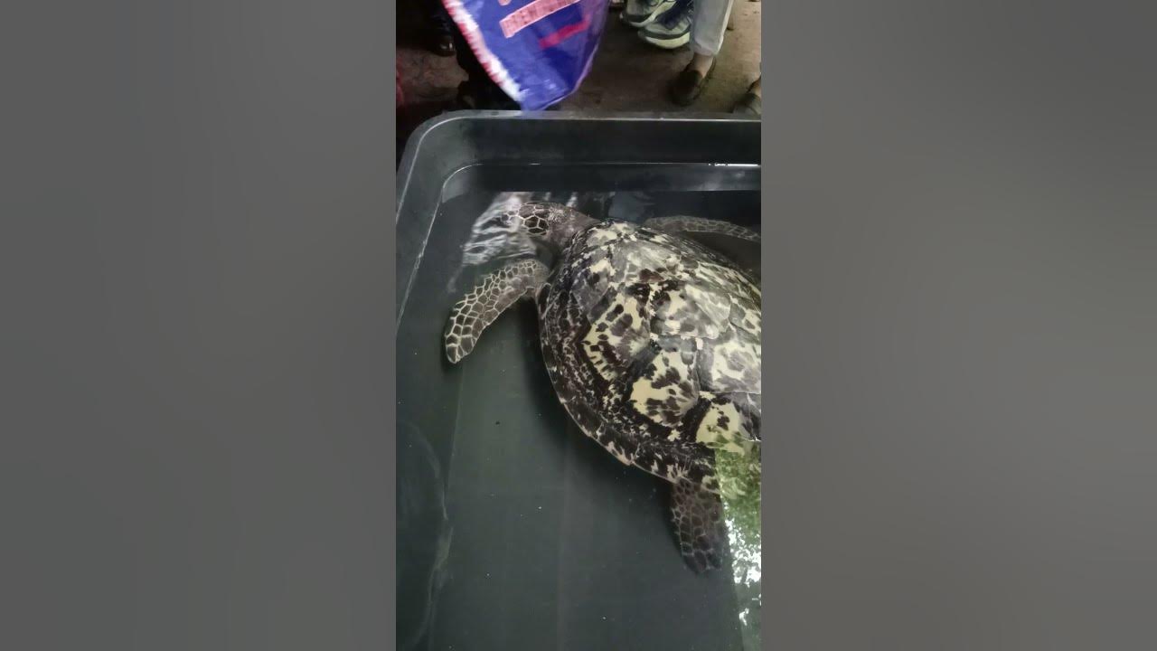 Ang Nakatagong Ganda Ng Davao. pawikan sanctuary - YouTube