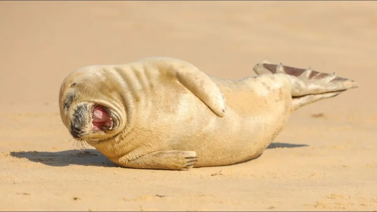 Ultimate Sea Doggo Compilation! 5! #seals #funny - YouTube