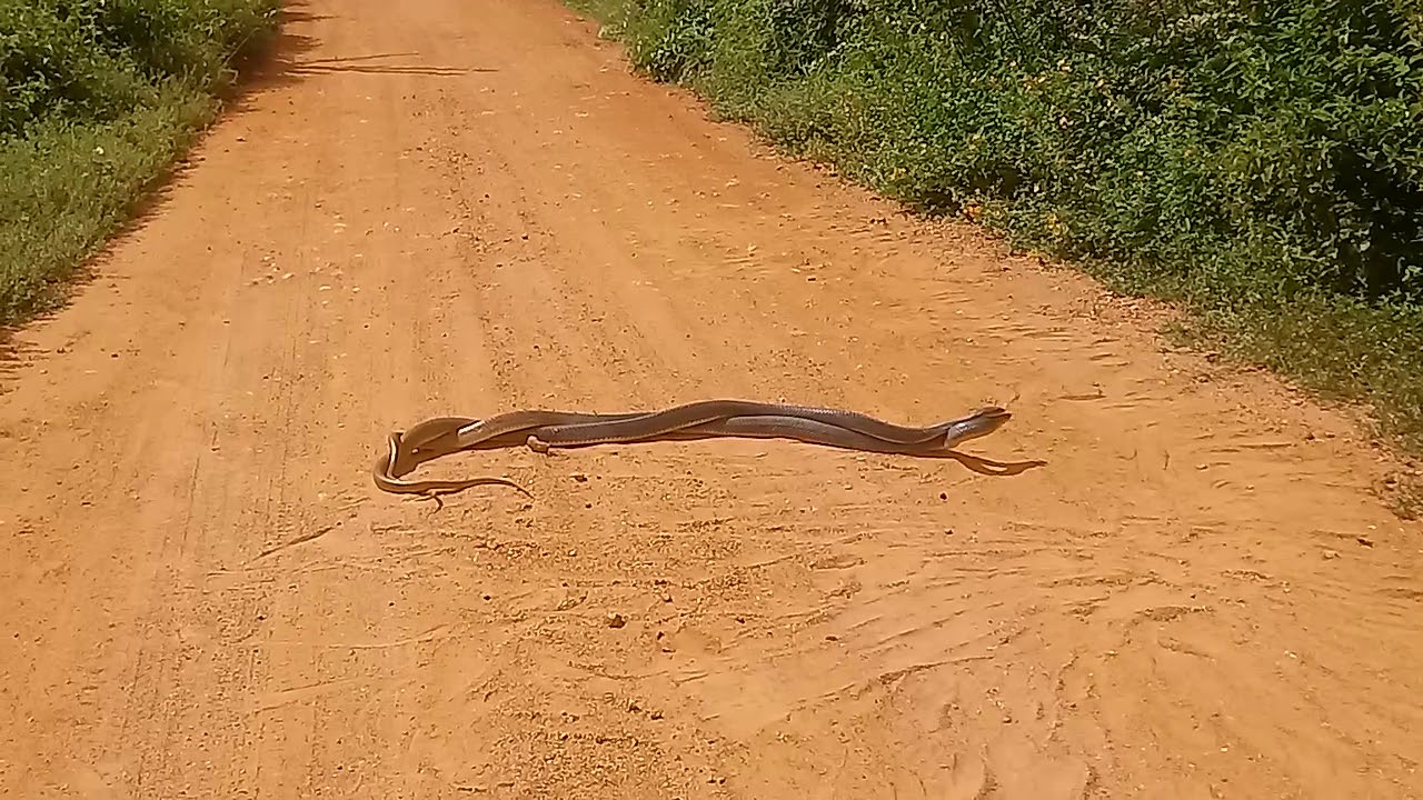 Duas Cobras acasalando no meio da estrada no sertão - YouTube