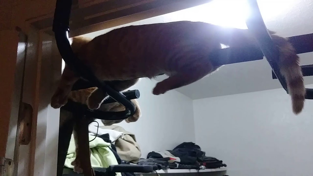 Pullup Cats - YouTube