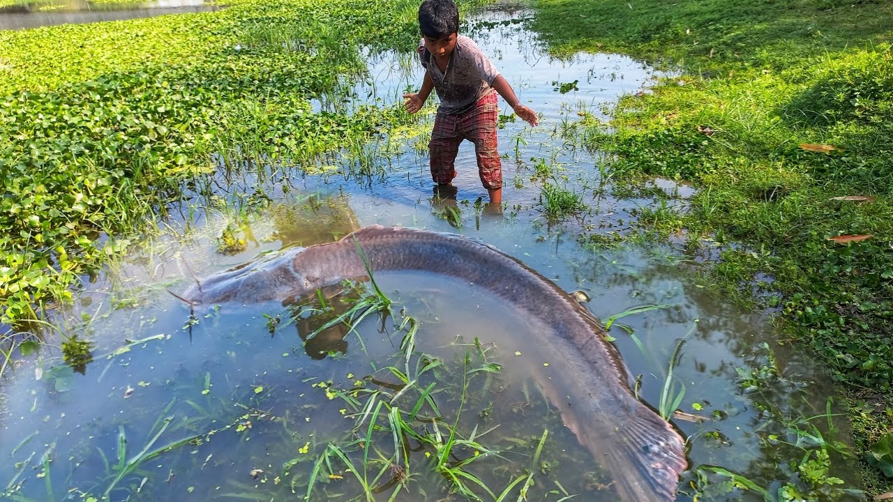 Best Asian Hand Fishing Method || Amazing Village Fishing Many Catfish ...