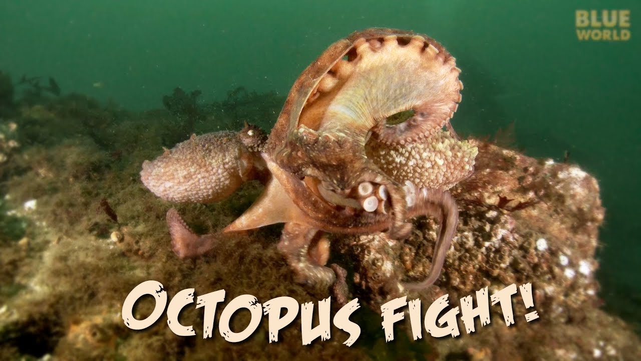 Giant Pacific Octopus Fight! | JONATHAN BIRD'S BLUE WORLD Excerpt - YouTube