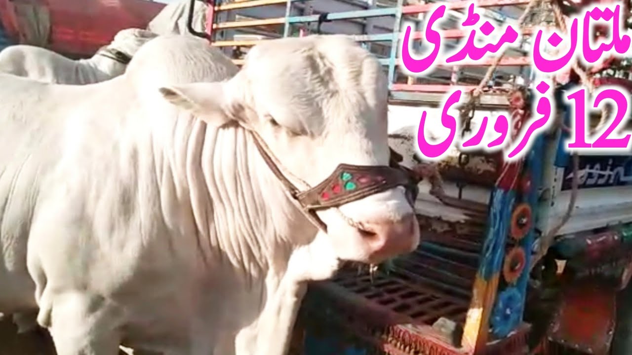 Multan Cow Mandi Fresh Rates || Global Village Farming - YouTube