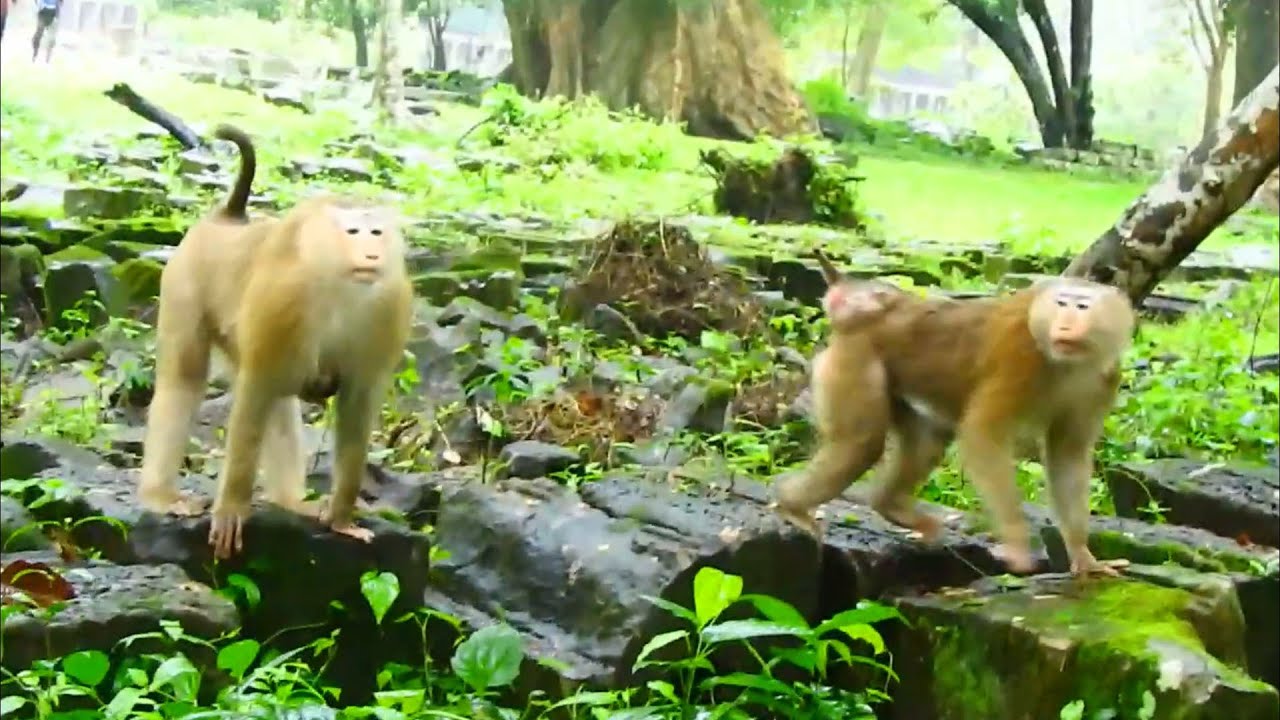 Bunita and Rose brings their members finding Ashley and Libby serous they call Mak come too ...