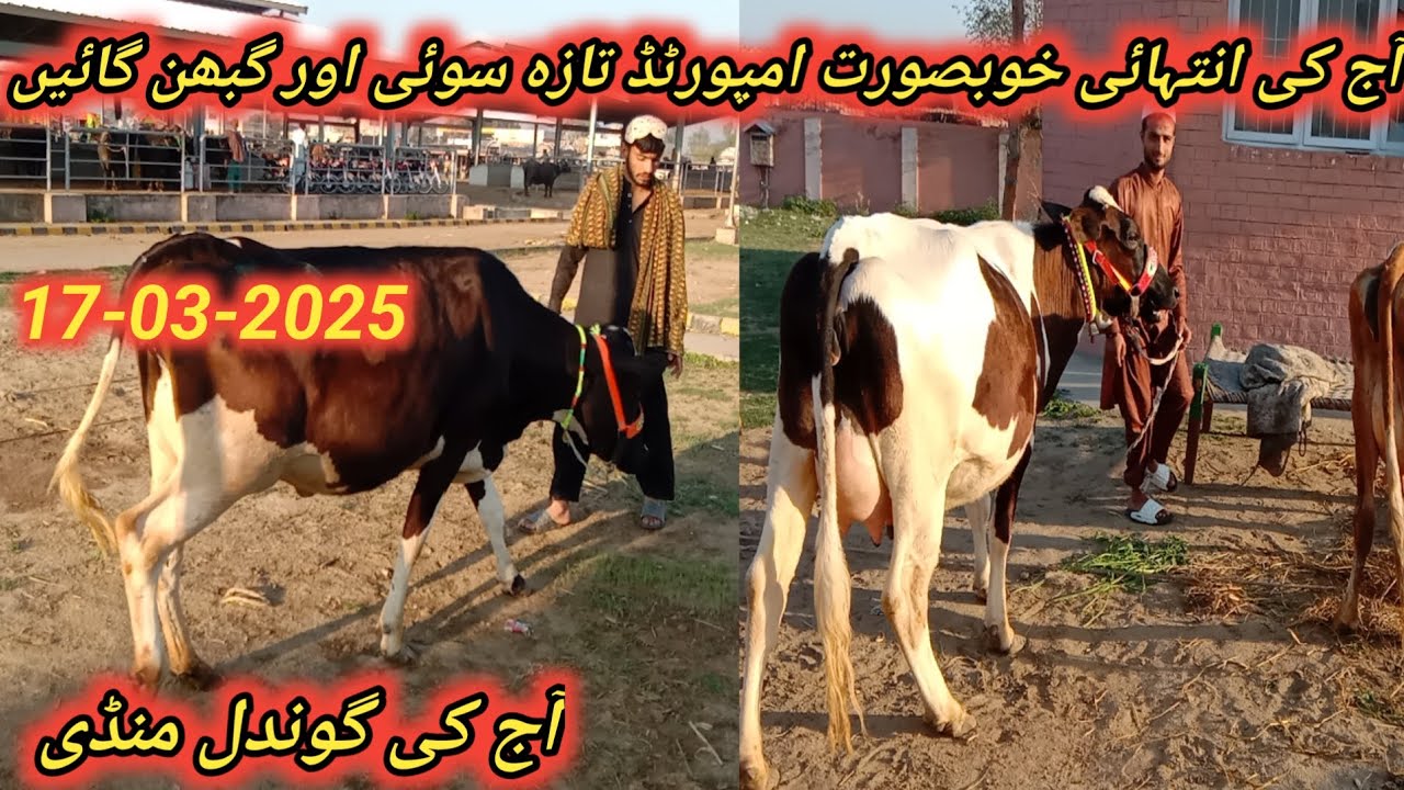 Today Gondal Mandi Latest Update||1st And 2nd Timer Milking And ...
