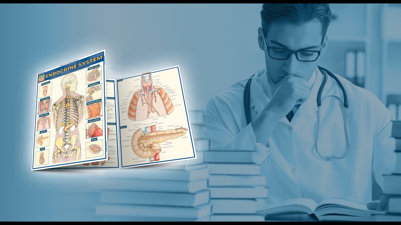 QuickStudy | Endocrine System Laminated Study Guide - YouTube