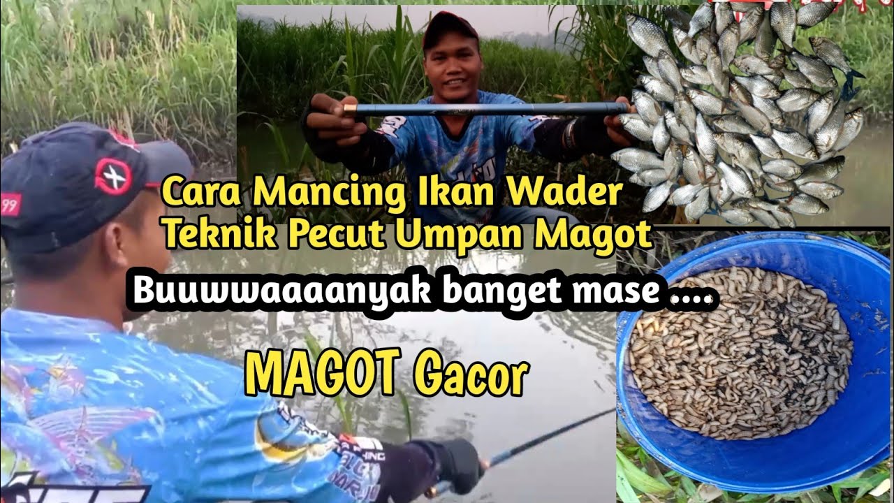 cara mancing wader dengan mudah,cara mancing wader teknik pecut - YouTube
